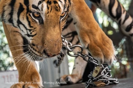 World Animal Protection | Will You Help Animals in Need?