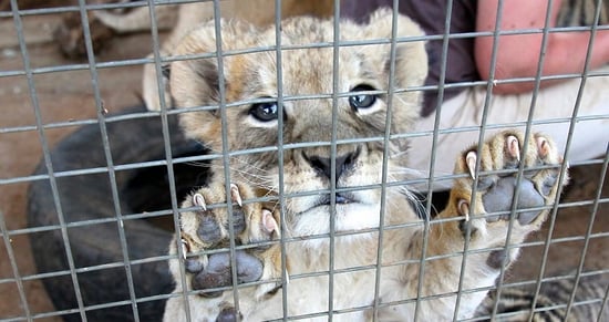 Cruel animal sports | World Animal Protection