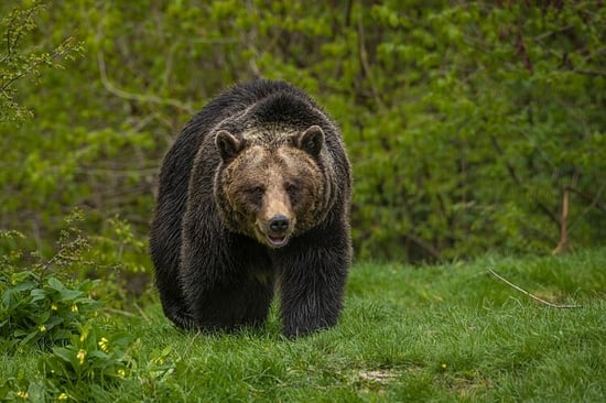 Cruel animal sports | World Animal Protection