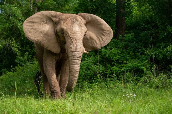 Elephant Wallpaper For Your Mobile & Desktop | World Animal Protection