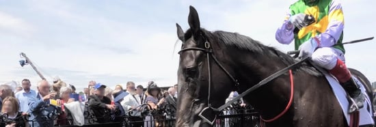 Cruel animal sports | World Animal Protection