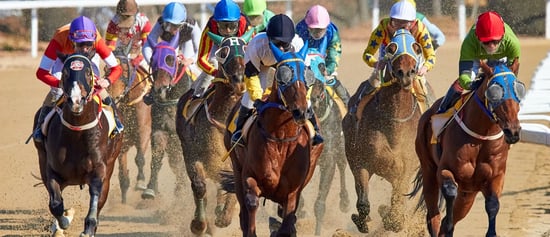 Cruel animal sports | World Animal Protection