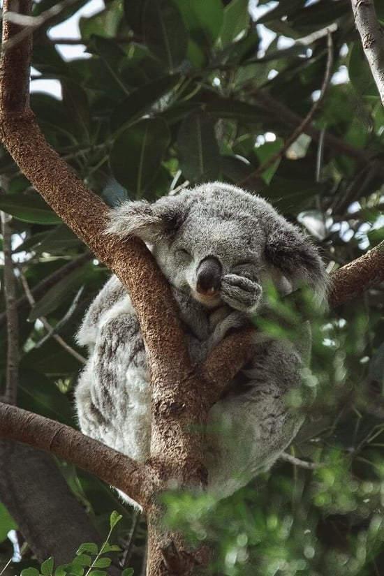 Koala Wallpaper For Your Mobile & Desktop | World Animal Protection