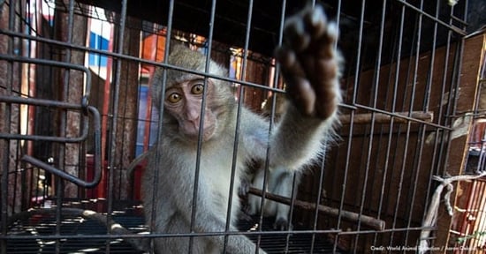 22 macaques rescued from cruel ‘Dancing Monkey’ trade