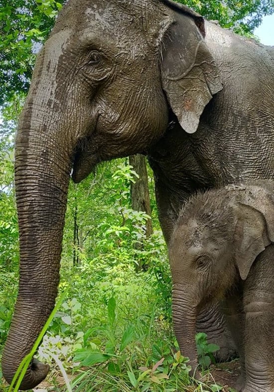 Elephant Wallpaper For Your Mobile & Desktop | World Animal Protection