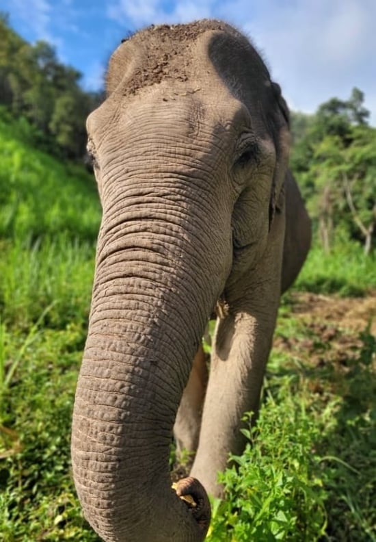 Elephant Wallpaper For Your Mobile & Desktop | World Animal Protection