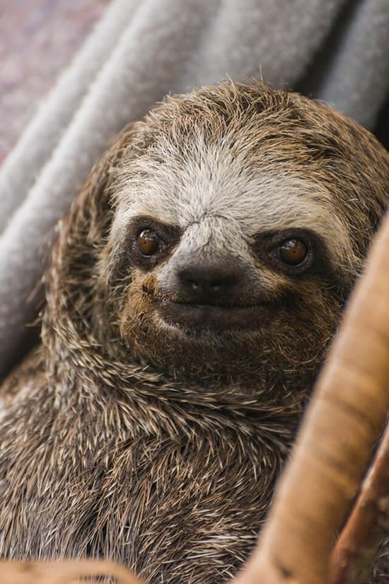 Sloth Wallpaper For Your Mobile & Desktop | World Animal Protection