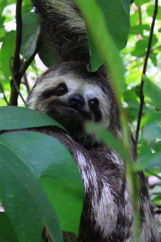 Sloth Wallpaper For Your Mobile & Desktop | World Animal Protection