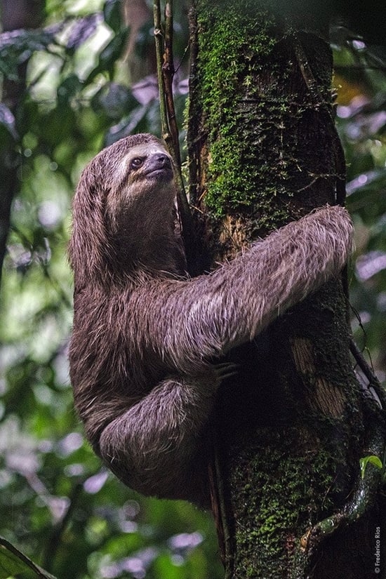Sloth Wallpaper For Your Mobile & Desktop | World Animal Protection