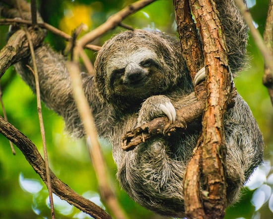 Sloth Wallpaper For Your Mobile & Desktop | World Animal Protection