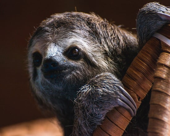 Sloth Wallpaper For Your Mobile & Desktop | World Animal Protection