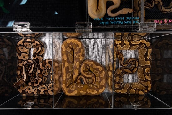 Exotic Pet Trade | African Grey Parrots | Ball Pythons