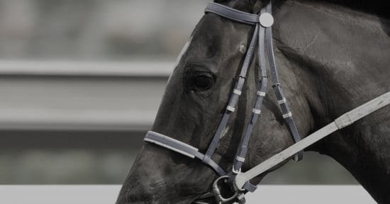 Cruel animal sports | World Animal Protection