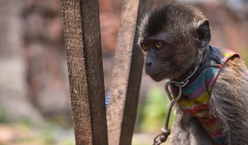 Macaque monkeys to be rescued from ‘dance’ training hub
