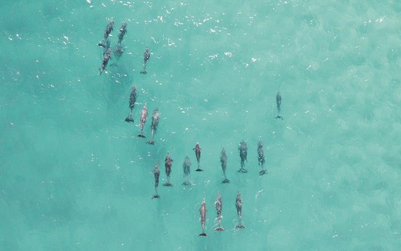 Kelly Slater once again joins the fight to protect dolphins