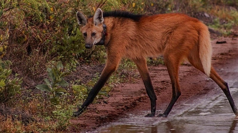 Maned wolves safeguarded from drowning in Brazil
