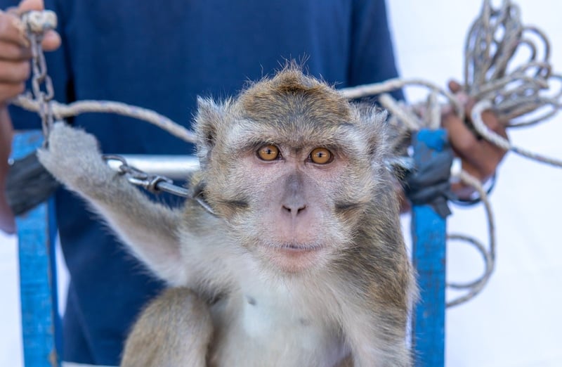 31 long-tailed macaques rescued from Indonesia's last monkey training centre