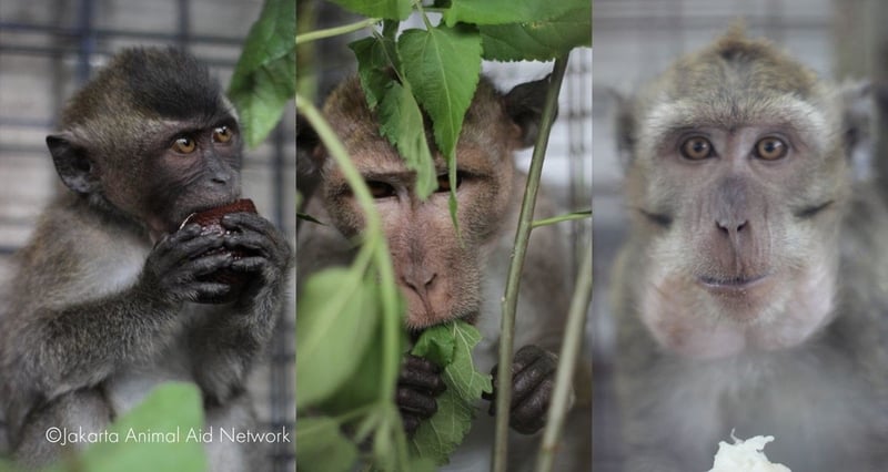 22 macaques rescued from cruel ‘Dancing Monkey’ trade