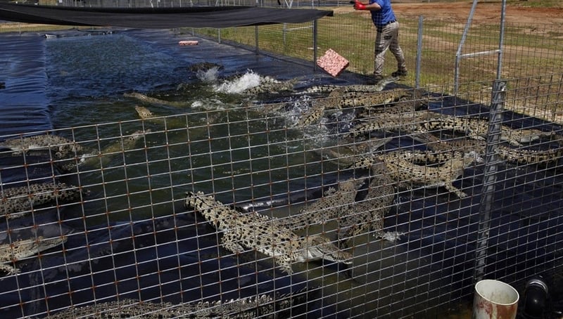 New wildlife farming report reveals more crocodiles on farms than in ...