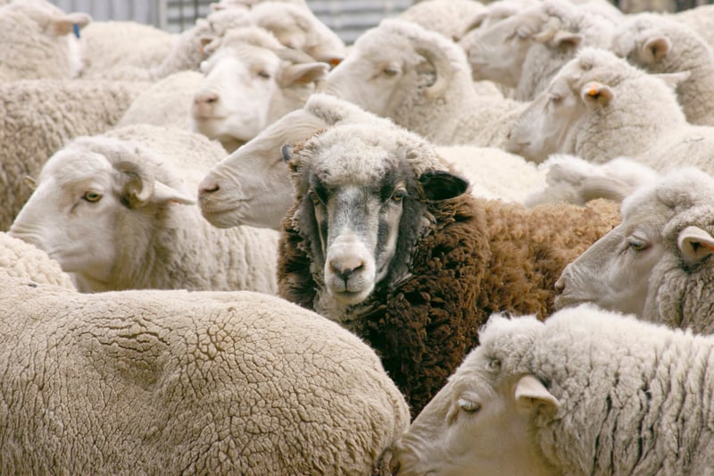 Delayed live export ship means further distress for suffering sheep and ...