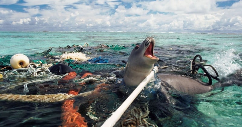 Tangaroa Blue Foundation onboard to protect sea animals