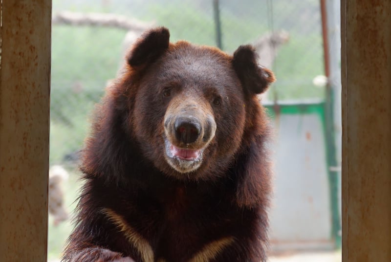 Get to know the bears of Balkasar