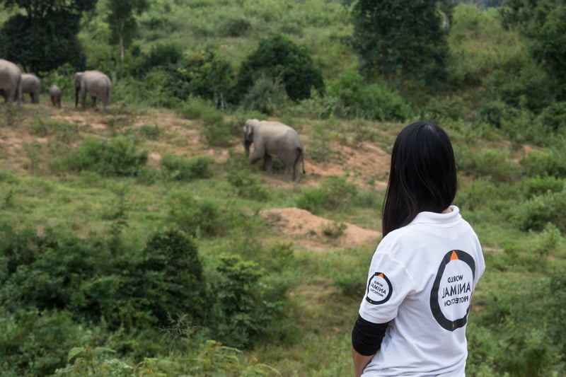 Five wonderful women of World Animal Protection