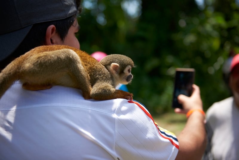 Find out how Australia ranks on the World Animal Protection Index