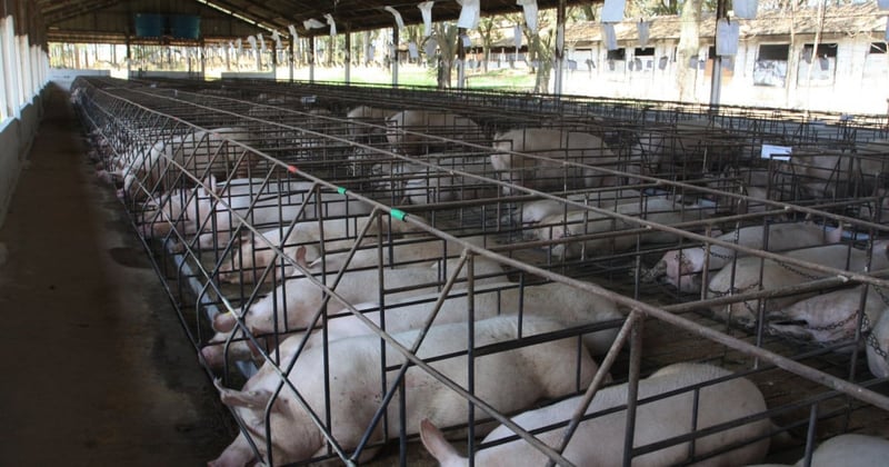 Superbugs found in pork sold at US Walmart stores