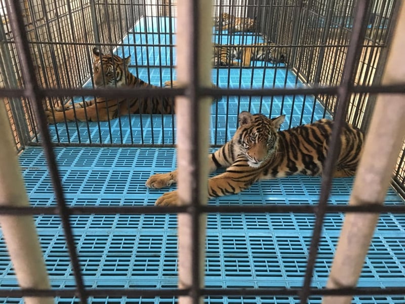 Captive tiger breeding breeds suffering. Thailand must enforce a ban
