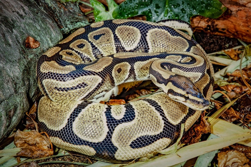 Quiz to test your snake facts knowledge