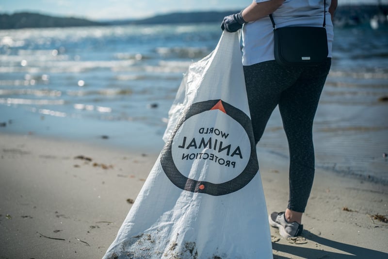 Spring cleaning Aussie beaches