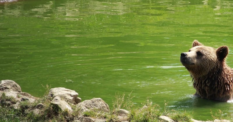 How you've protected bears for 30 years