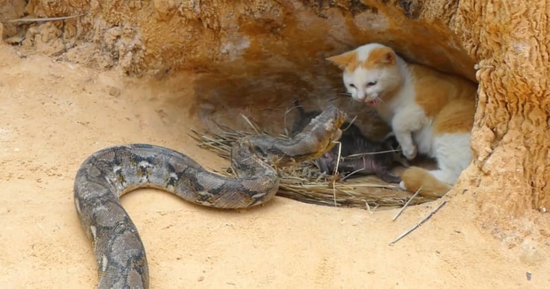 How to spot a fake animal rescue video