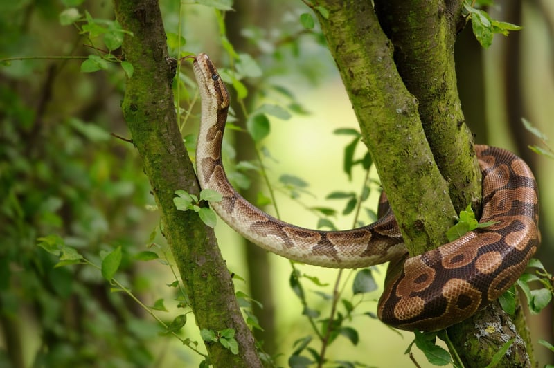 7 cool facts about snakes