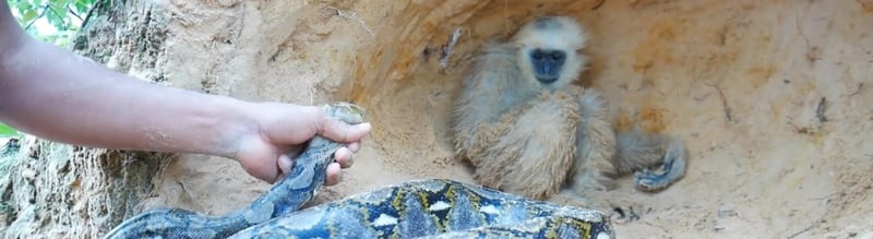 New Report Highlights Cruel Fake Animal Rescues on YouTube
