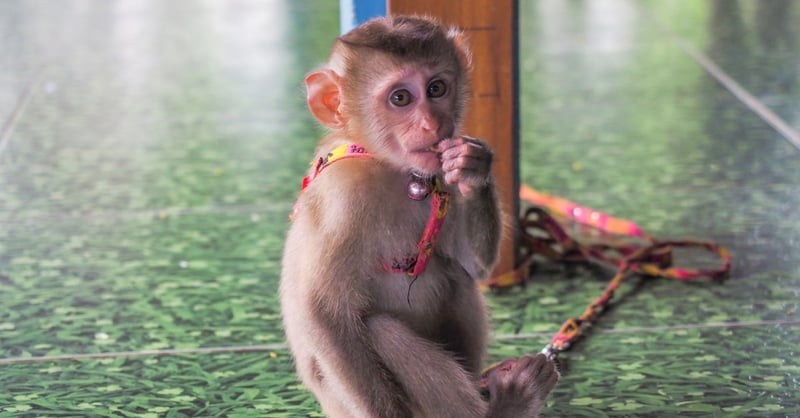 Monkey abuse videos on the rise as social media policies fail to ...