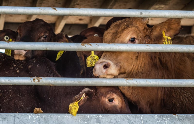 How to help ban live animal exports
