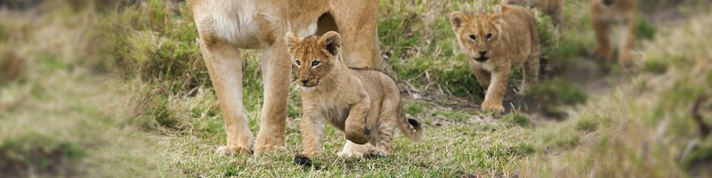 South Africa to phase out captive lion breeding