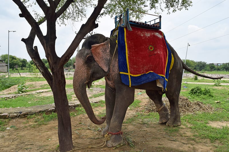 9 things you need to know about that once-in-a-lifetime elephant ride