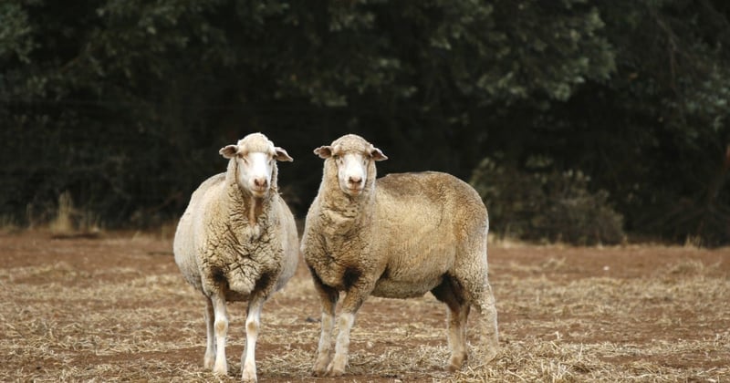 Exposed: Sheep cooking alive on live export ships