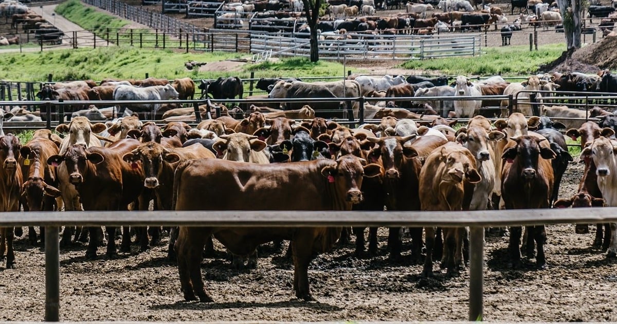 Your guide to beef cattle feedlots in Australia