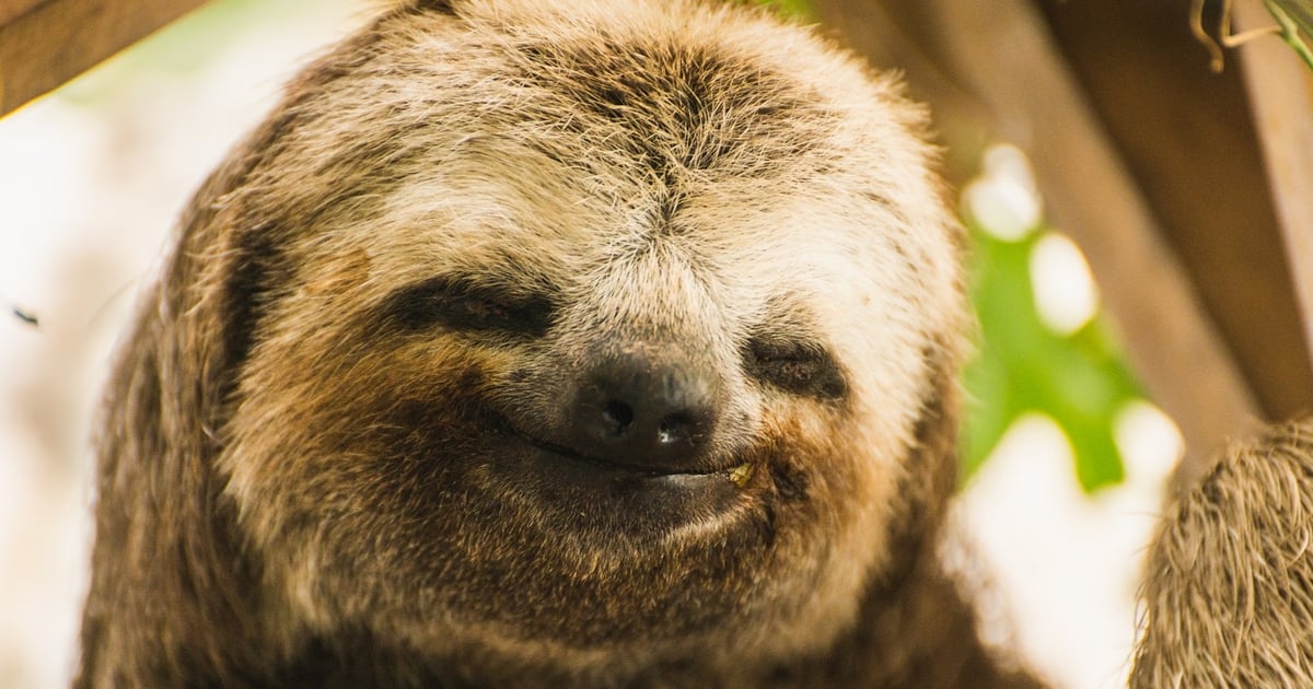 Fascinating Sloth Facts for Kids | World Animal Protection