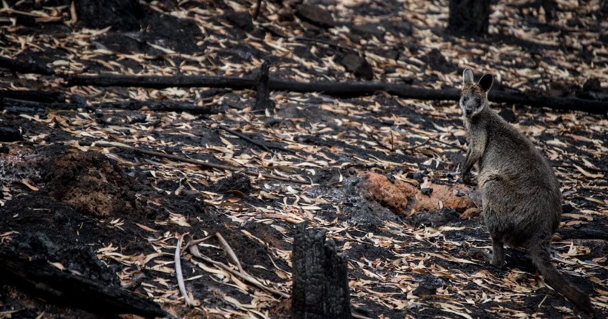 Helping Animals During the Black Summer Bushfires | World Animal Protection