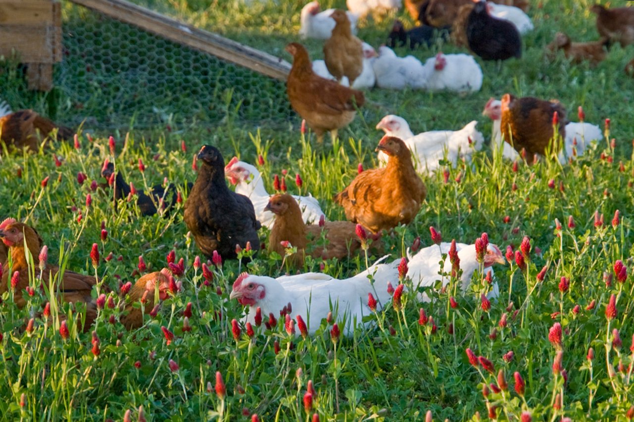 Facts About Chickens That Will Blow Your Mind | World Animal Protection