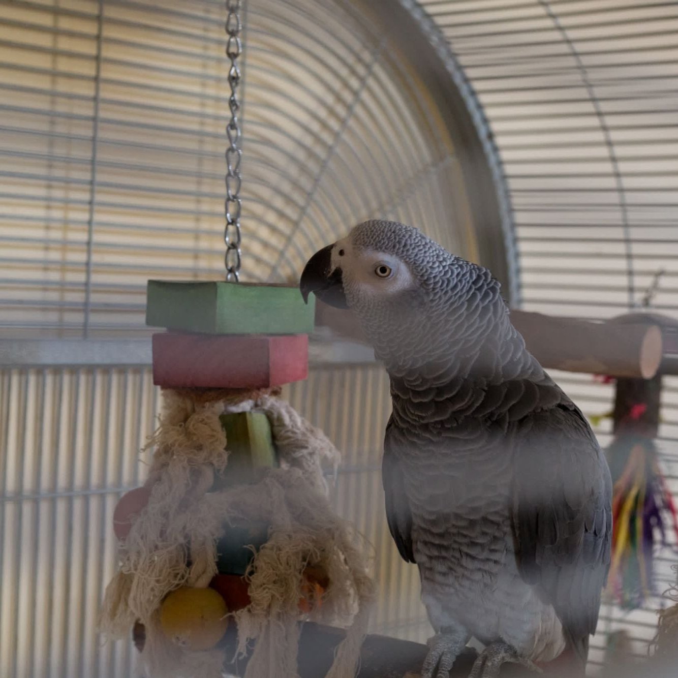 A day in the life of a pet parrot