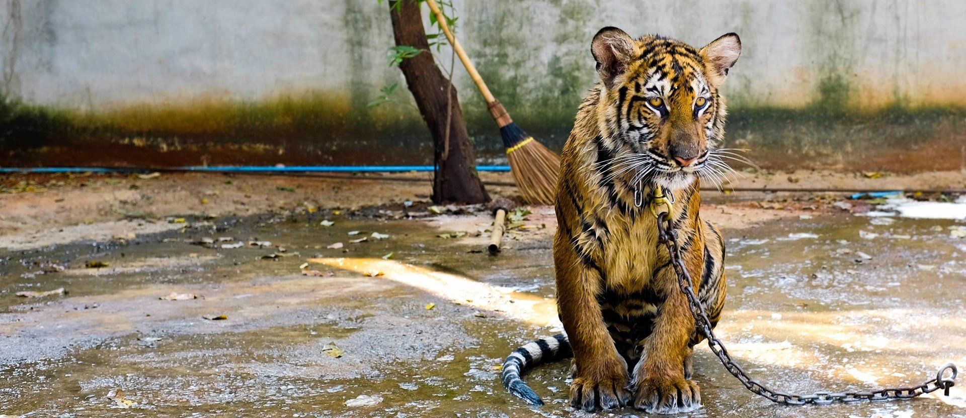 World Animal Protection | Will You Help Animals in Need?