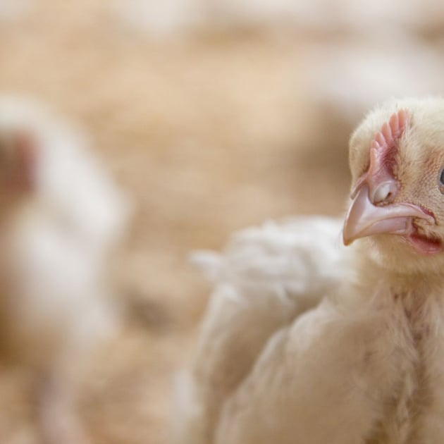 KFC commits to higher chicken welfare in European countries