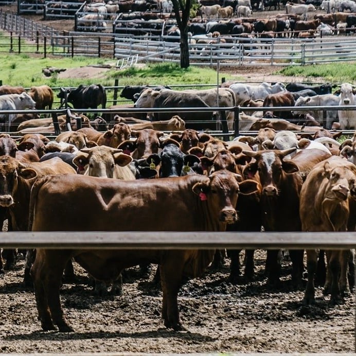 Your guide to beef cattle feedlots in Australia