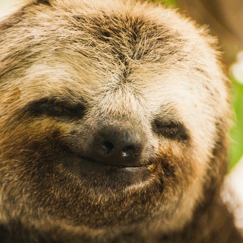 Fascinating Sloth Facts for Kids | World Animal Protection